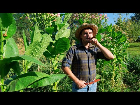 Rolled my first cigar from leaves that I grew in my garden!