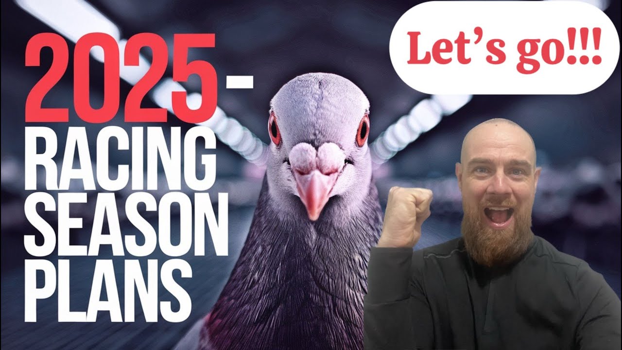 Big News from the Loft! Exciting Pigeon Racing Plans for 2025 - Chance ...
