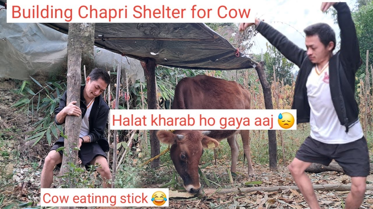 Building a Shelter for a Cow giving birth 🐄 || Sikkim village lifestyle ...