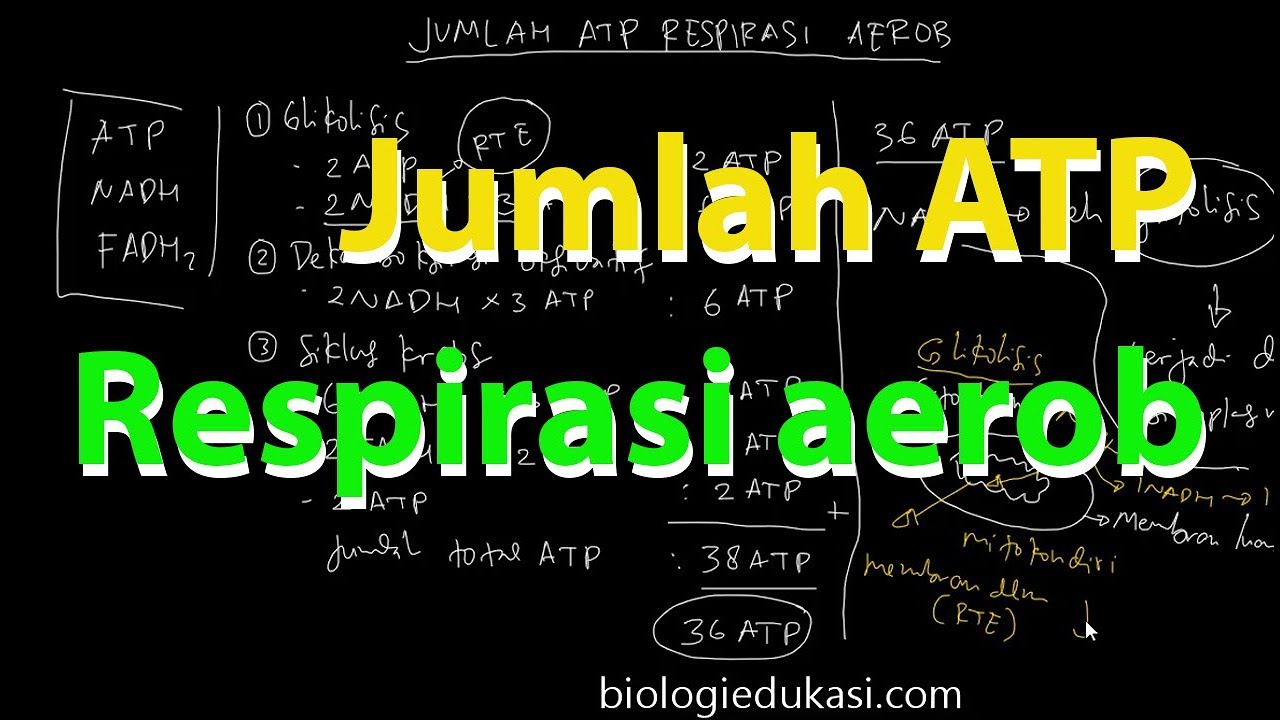 Jumlah ATP Respirasi Aerob - YouTube
