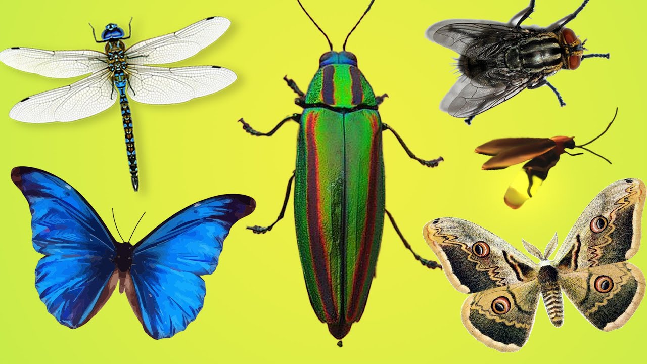 Learn Insects For Everyone | Easy English INSECTS | Bugs In English for ...