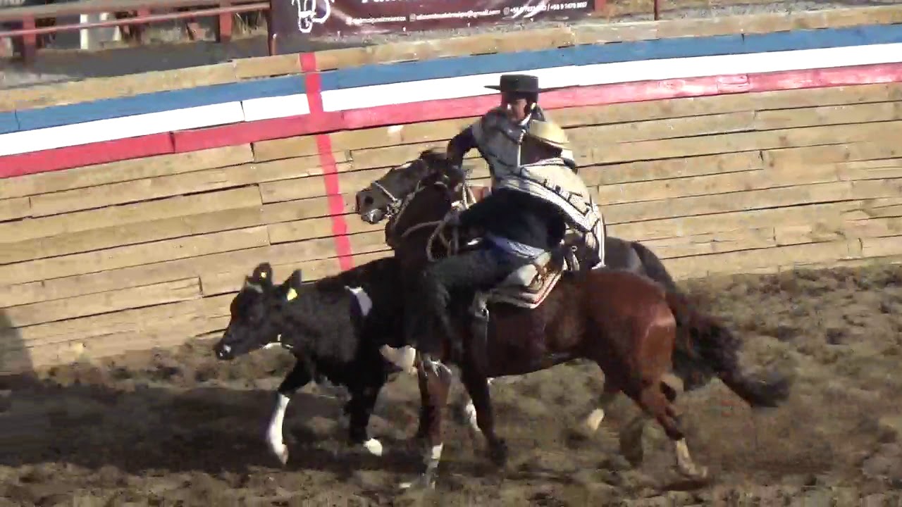 Final Rodeo San Miguel 18 y 19 Enero 2020 3 y 4 Animal - YouTube