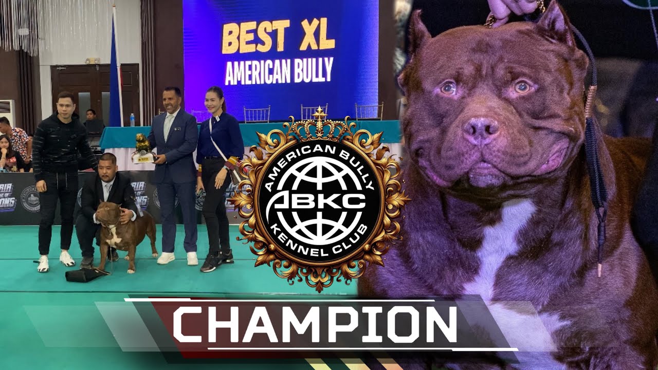 ABKC CHAMPION KRONOS | XL AMERICAN BULLY | WKENNEL🇵🇭 | SAM WALASTIK | American Bully Kennel Club ...