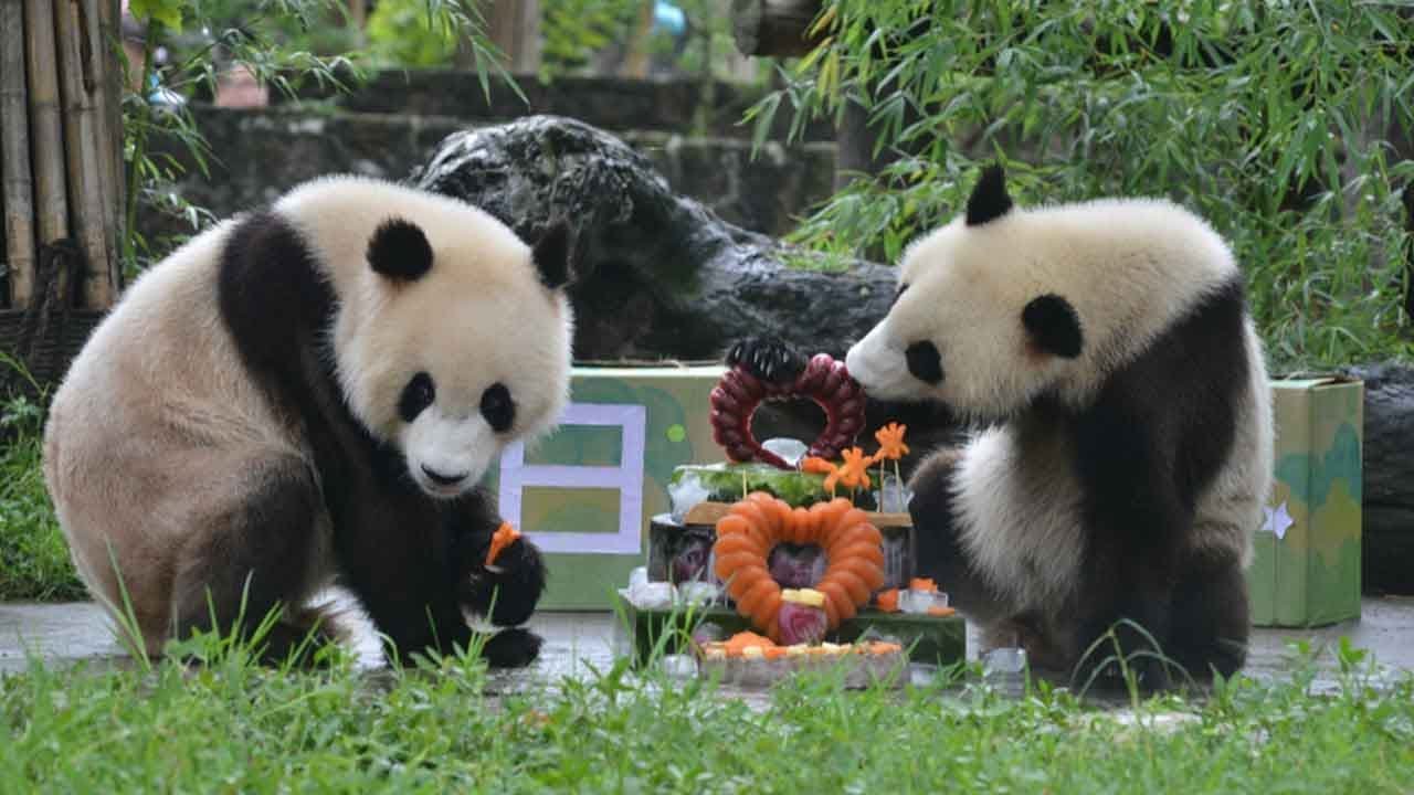 Giant panda twins celebrate second birthday - YouTube