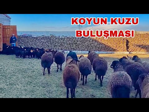 DOĞUMLAR SONA YAKLAŞTI - ADAK KESİMİ - Arabanın son durumu