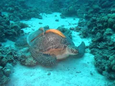 Requin en mer rouge BDE 2 partie - YouTube