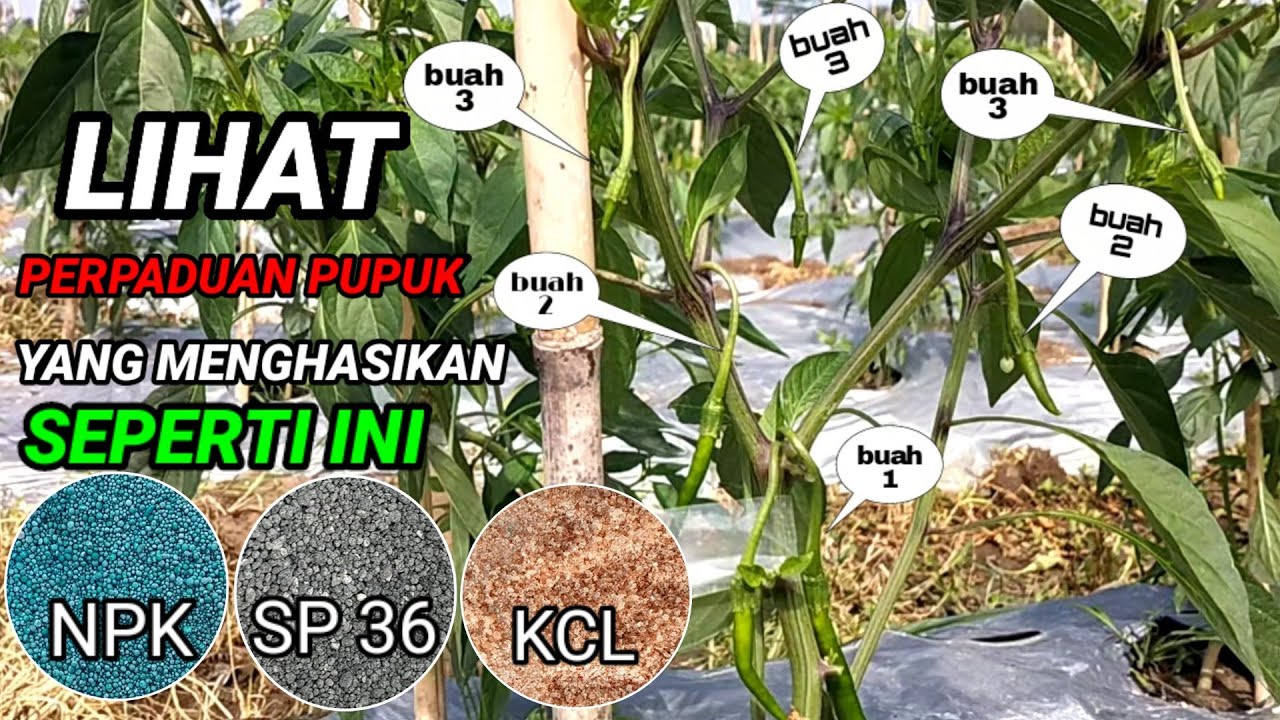 Cara pemupukan cabe supaya bunga tidak mudah rontok/gugur 32hst cabe ...
