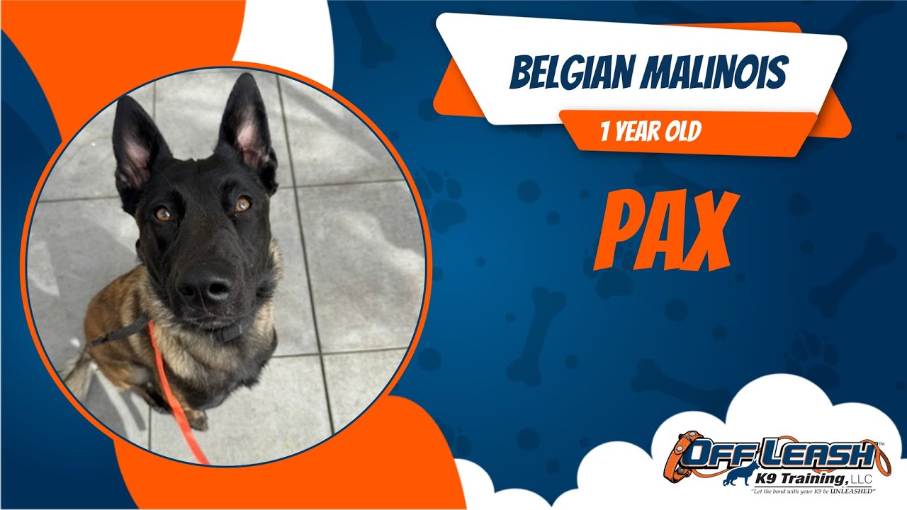 🐶🦮Off leash Dog Training / Obedience Training 🦮🐶 - YouTube