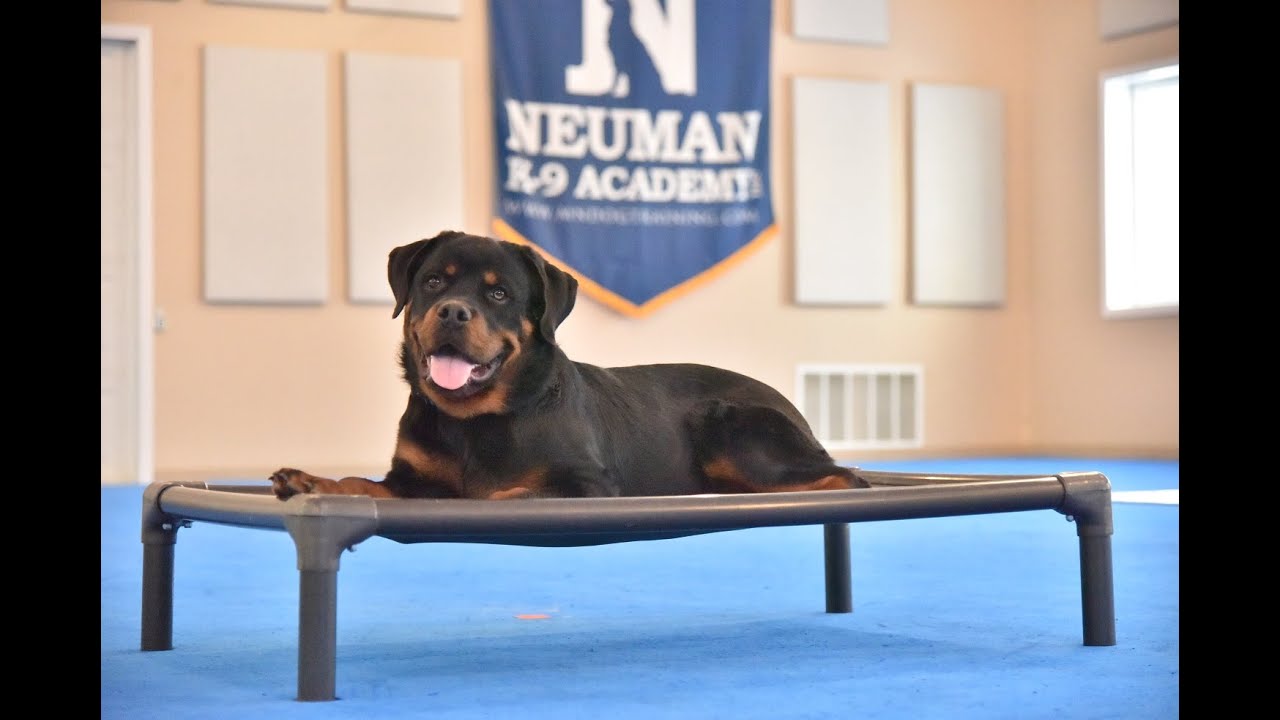 Mosier (Rottweiler) Puppy Camp Dog Training Video Demonstration - YouTube