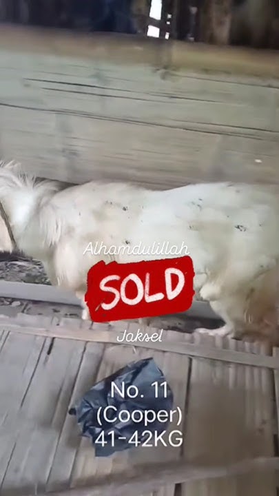 No. 11 Cooper 41-42KG SOLD #jualkambingsukabumi #jualkambingqurban #jualkambing - YouTube