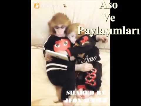 Kürtçe könuşan maymun 😂😂😂