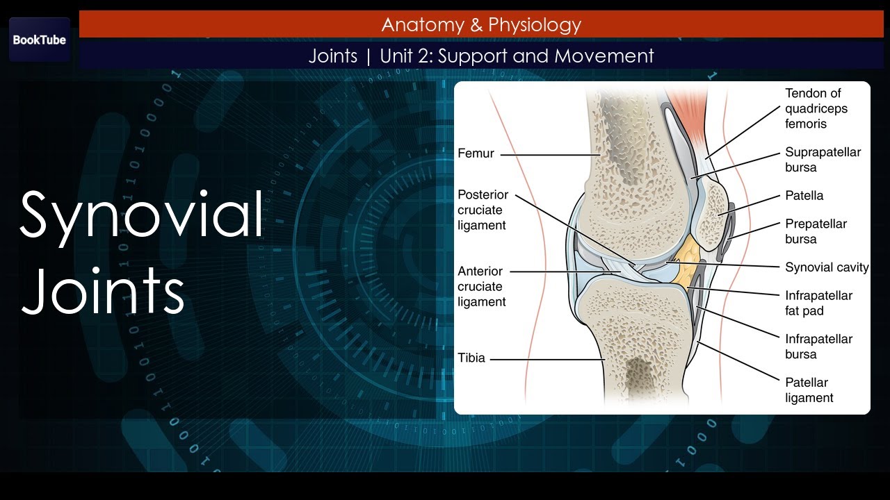 Synovial Joints | Joints | Unit 2: Support and Movement - YouTube