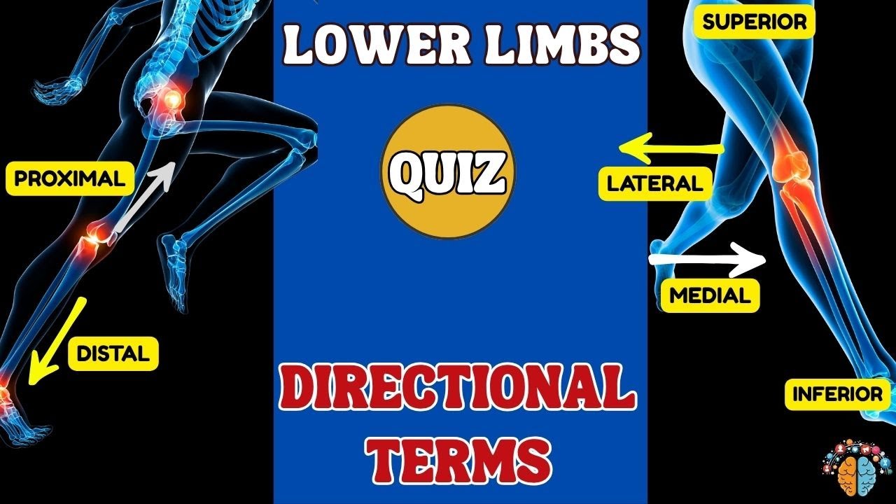 MASTER ANATOMICAL POSITION AND DIRECTIONAL TERMS — LOWER LIMBS REGION ...