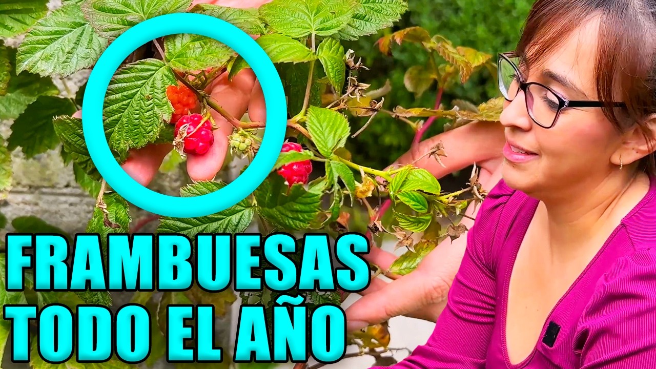 ⭐️ 9 Cuidados de la FRAMBUESA en MACETA 🪴 - YouTube