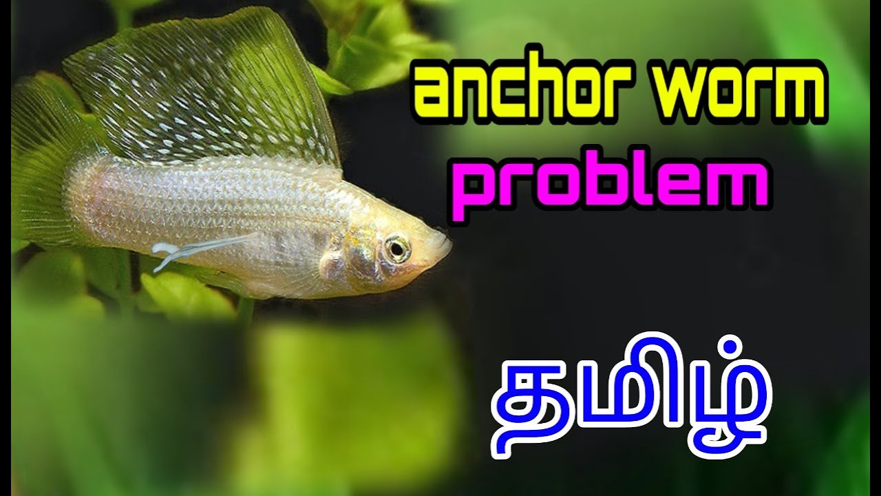 Anchor Worm Treatment In Tamil YouTube anchor-worm-treatment-in-tamil-youtube