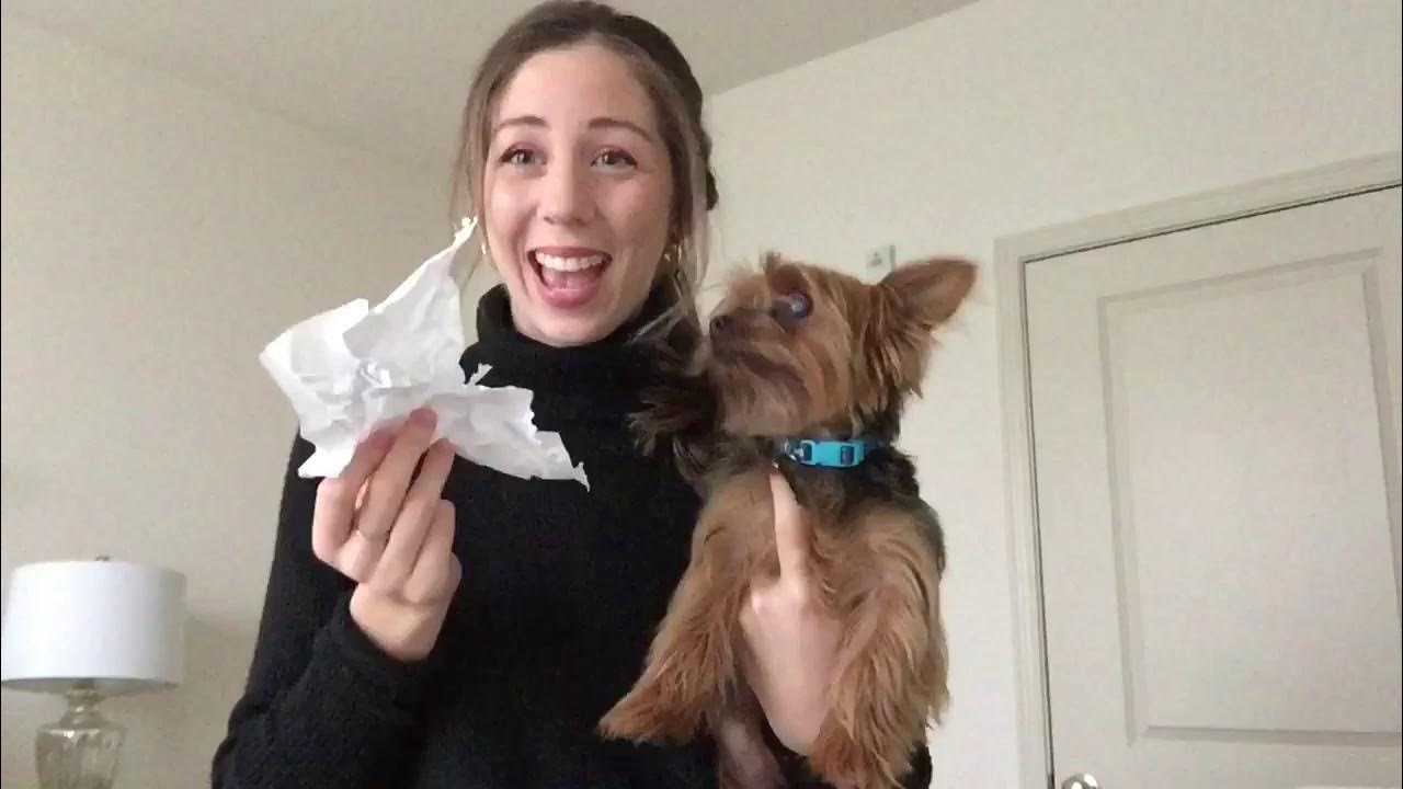 “My Doggy Ate My Essay” By Darren Sardelli - Performed by Kelsey ...