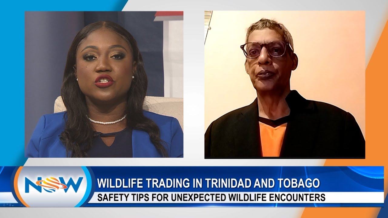 Wildlife Trading In T&T - Safety Tips For Unexpected Wildlife ...