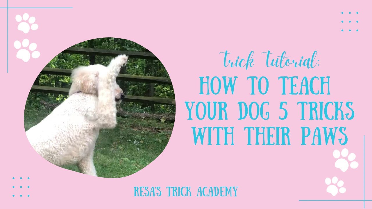 How To Teach Your Dog 5 Tricks With Their Paws - YouTube