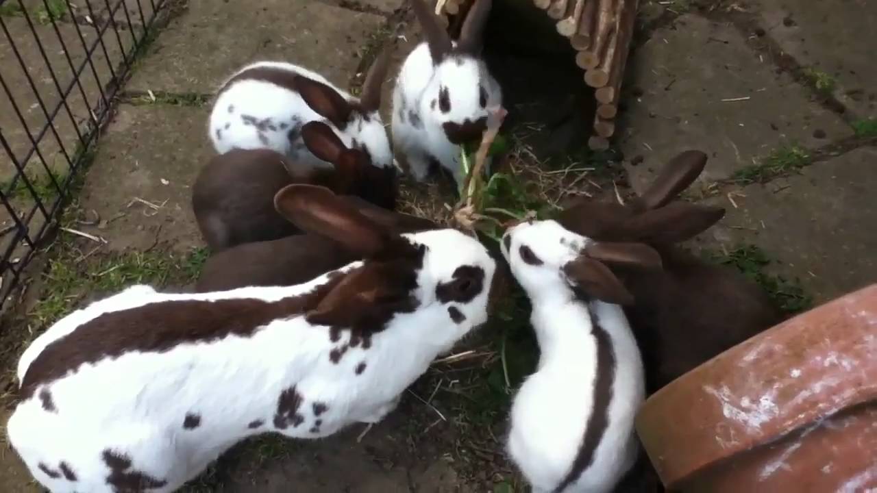 English spot rabbits - YouTube