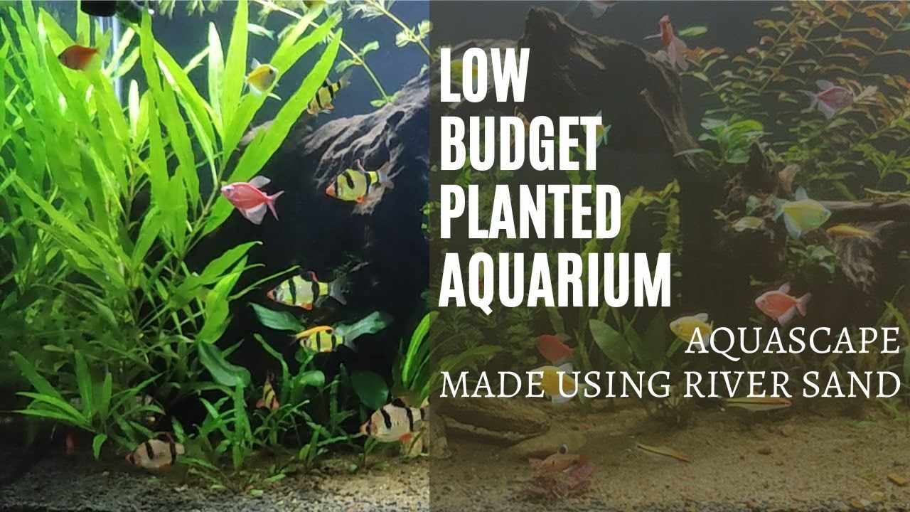 Planted aquarium made with river sand |Aquascaping made with river sand ...