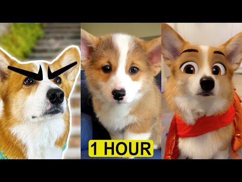 Ultimate Hammy & Olivia TikTok Videos 2022 | New Hammy and Olivia Corgi Funny TikToks Mashup
