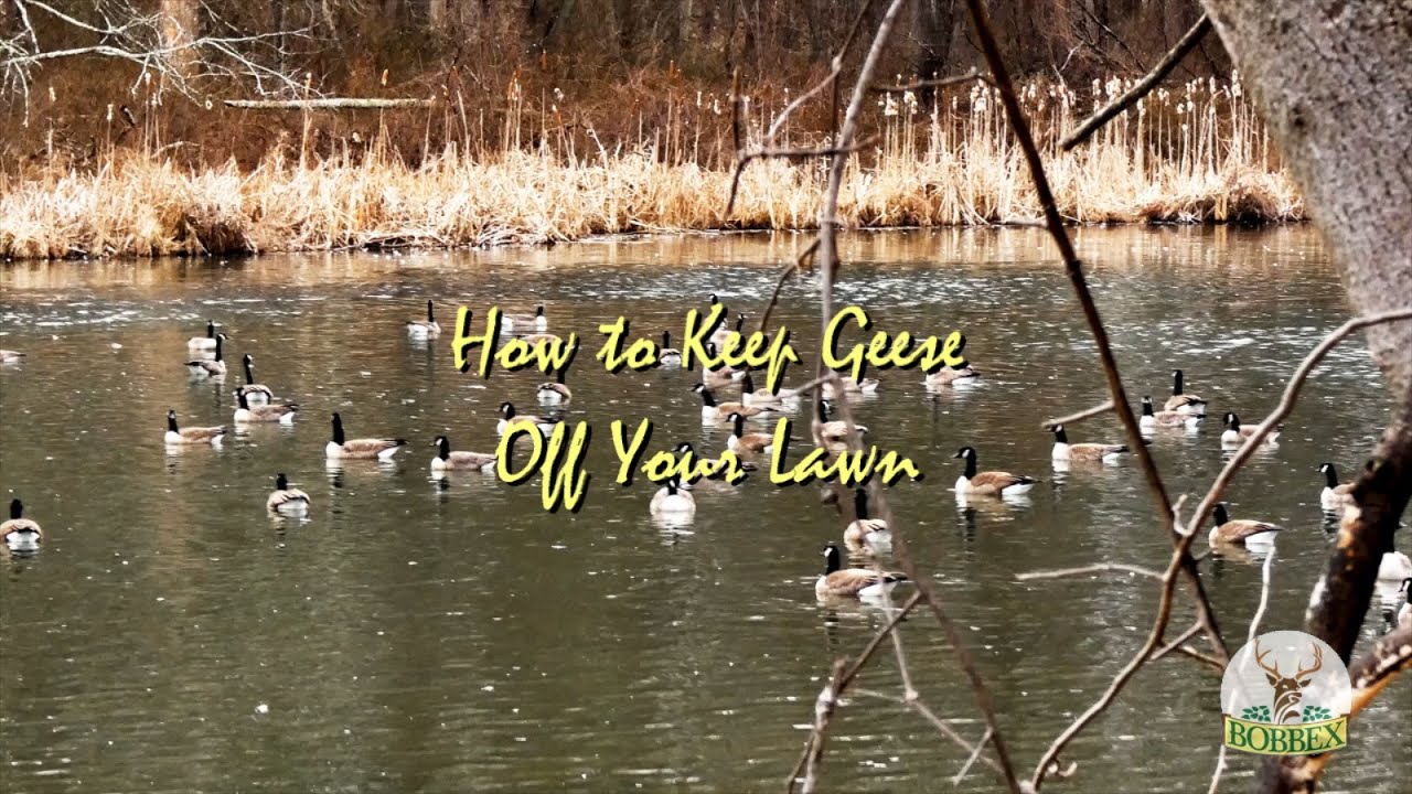 How to Keep Geese Off Your Lawn - YouTube