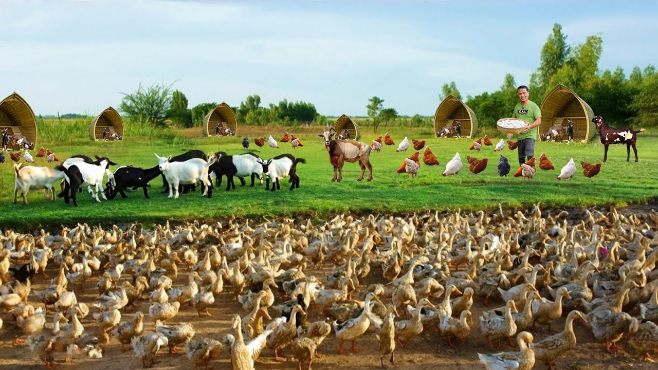 Brilliant Methods to Raise Ducks & Goats on a Free-range Farm! Why is ...