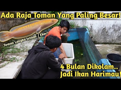 TUMBUH 2 X LIPAT! INI WUJUD TOMAN XANTHIC TERBARU SAAT KOLAM DIKURAS ...