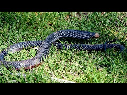 OMG so many snakes in 1 spot - YouTube