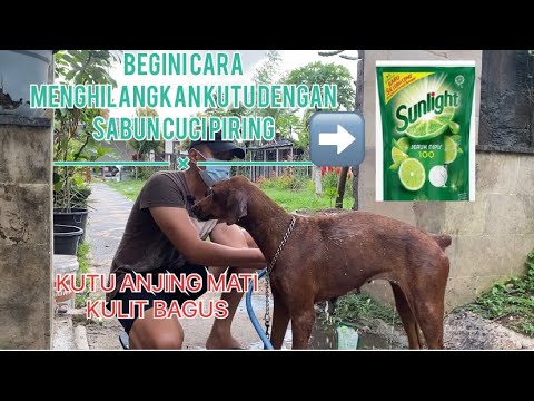 CARA MENGHILANGKAN KUTU ANJING DENGAN SABUN CUCI PIRING ️ MENGHILANGKAN ...