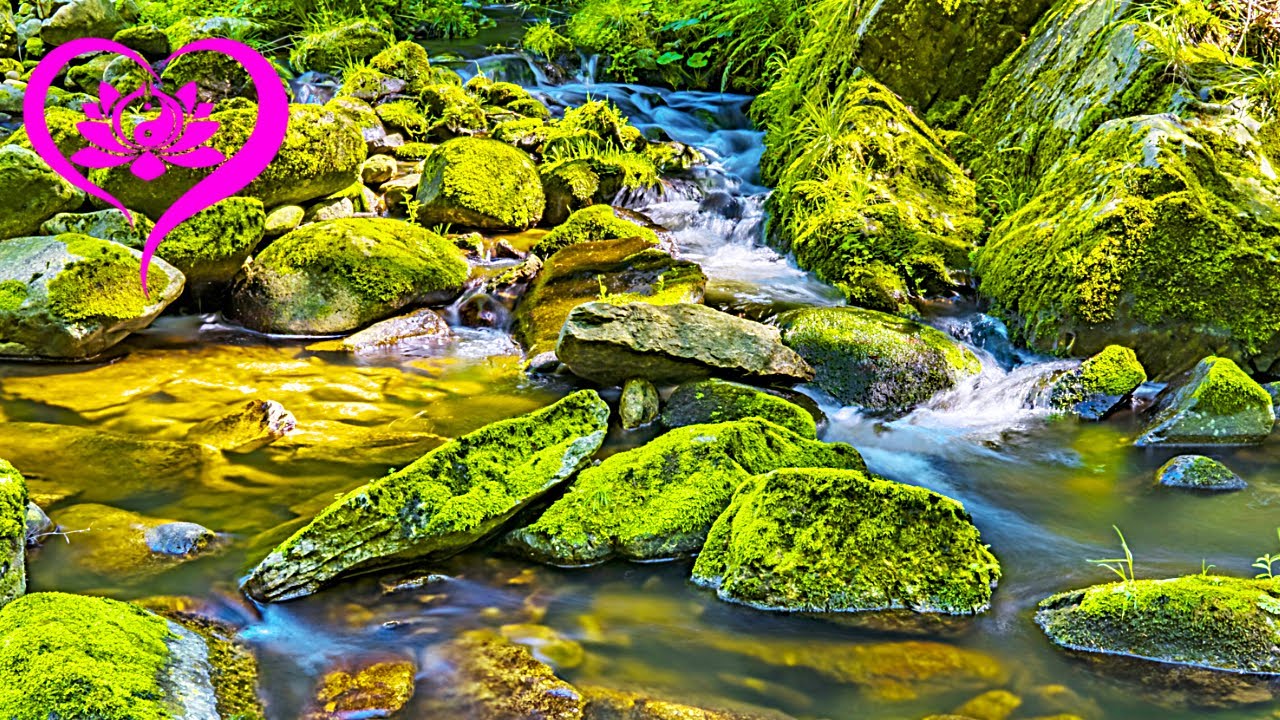 A pleasant melody of nature. Singing of birds, forest and river ...