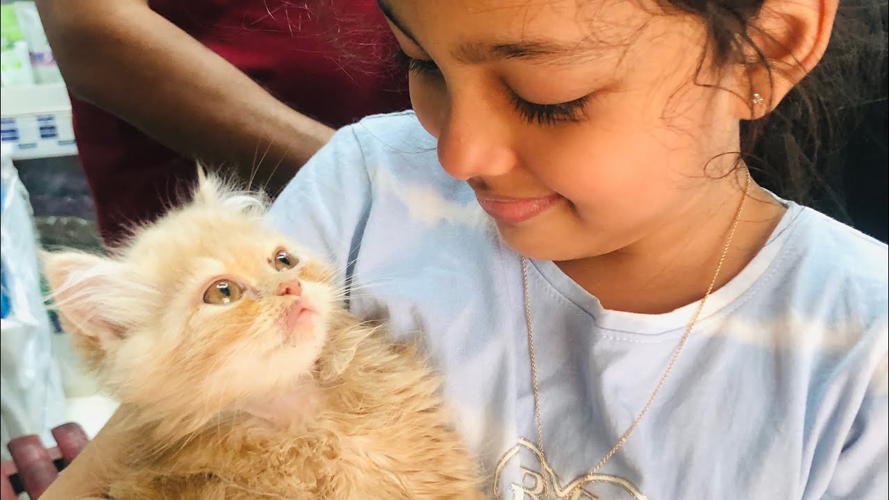 Pet’s shop in Bangladesh! CAT LOVER♥️ - YouTube