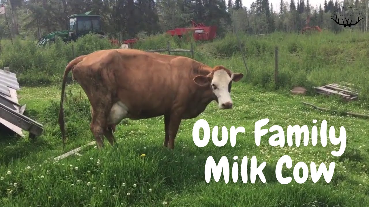 The First 24 Hours of our First Milk Cow - What's it Like? {VIDEO ...