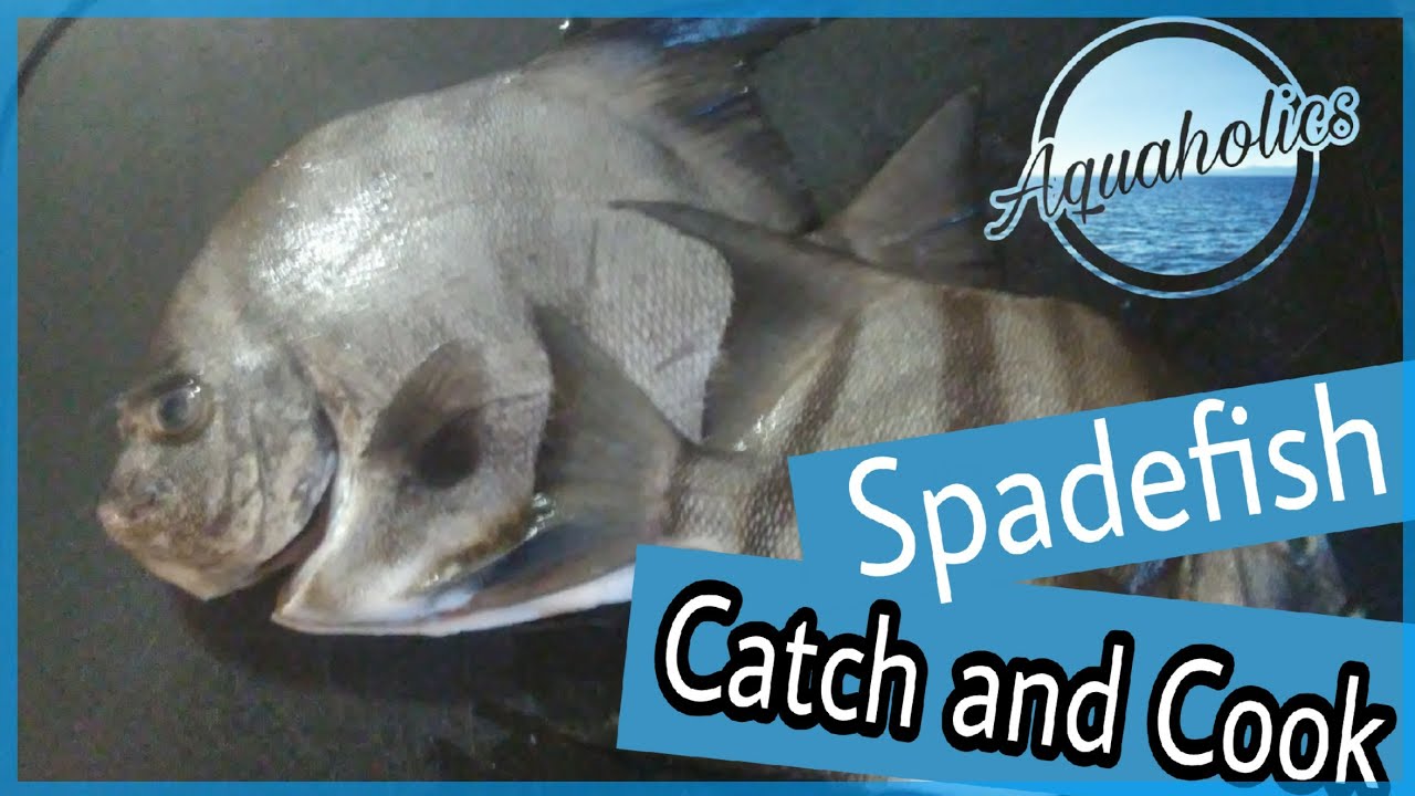 Catch and cook: Atlantic Spadefish - YouTube
