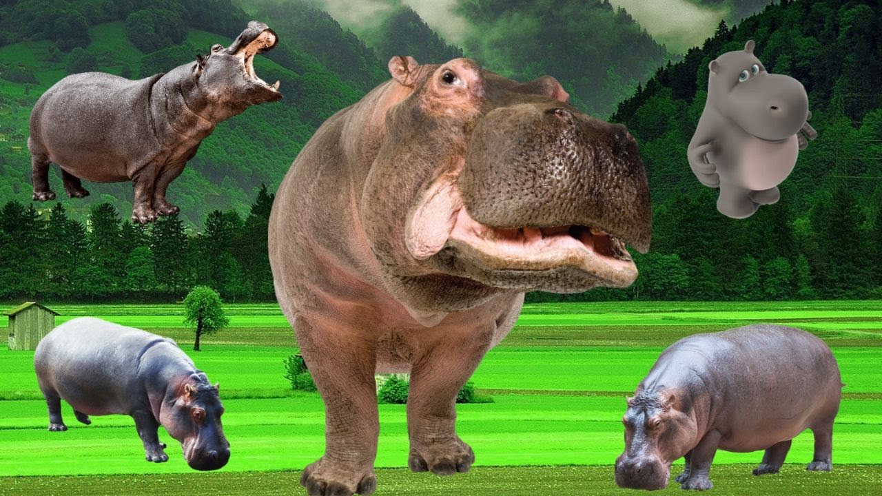 Wild animals make a wide range of noises = Hippo sounds, Animal sounds ...