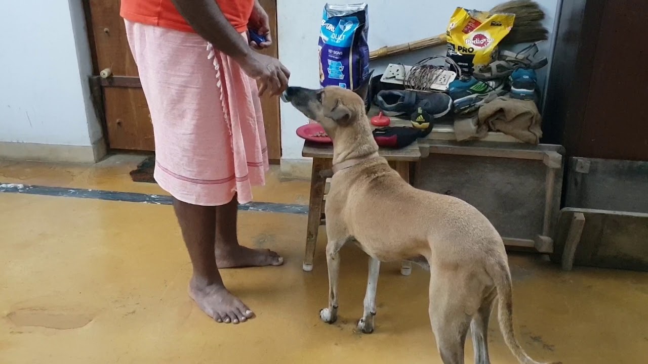 Training a low drive dog - YouTube