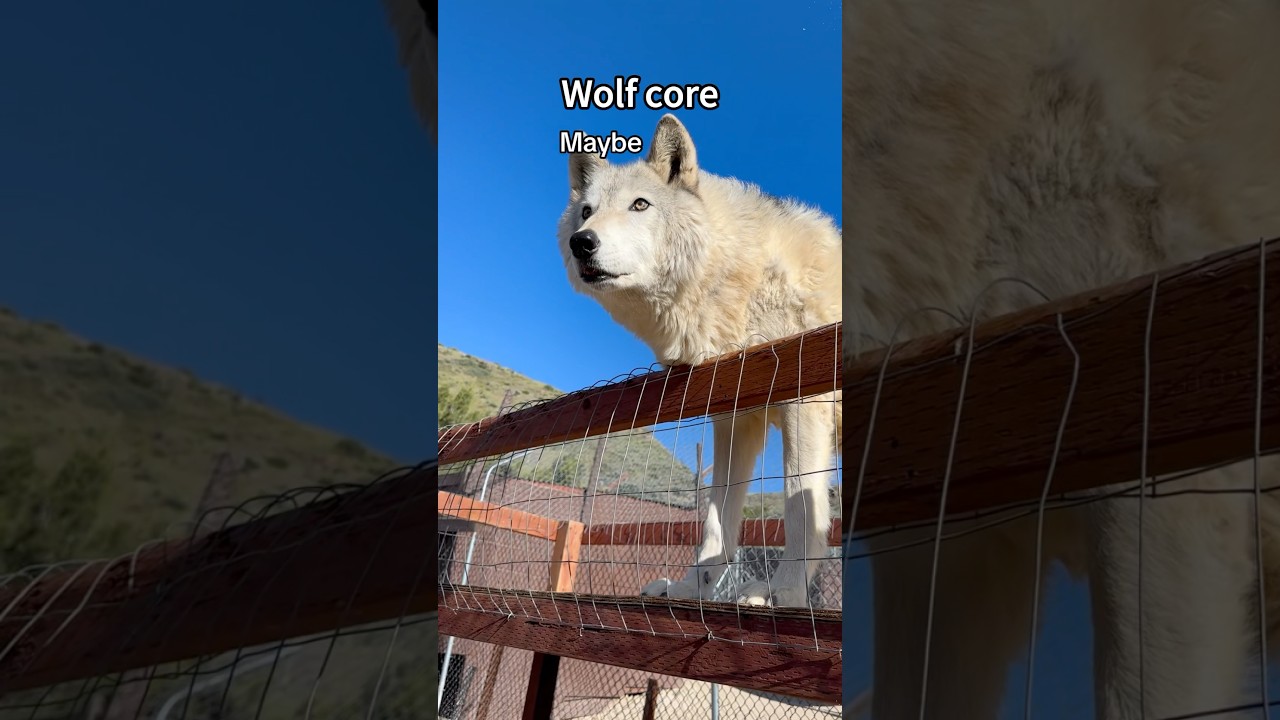 Wolf Core Wolf core🐺🥰#wolf #wolves #tiktok #fyp #fypシ #funnyanimals # ...