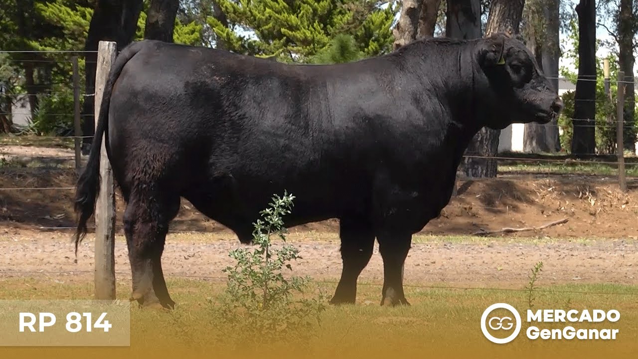 Toro Angus Rp 814 - YouTube