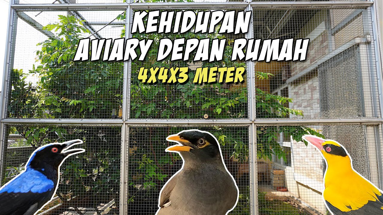 KEHIDUPAN AVIARY DEPAN RUMAH DENGAN UKURAN 4x4x3 METER - YouTube