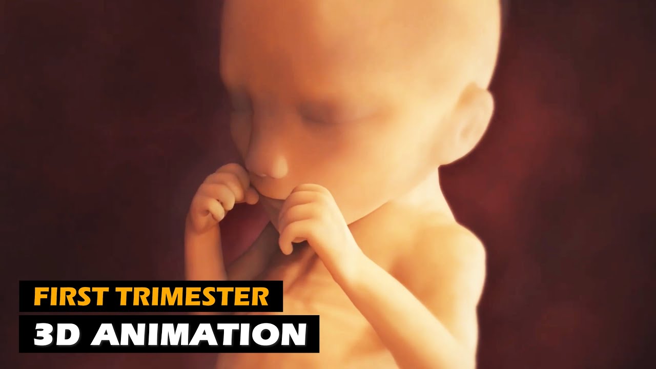 First Trimester - Pregnancy Journey : Week by Week | 3D Animation - YouTube