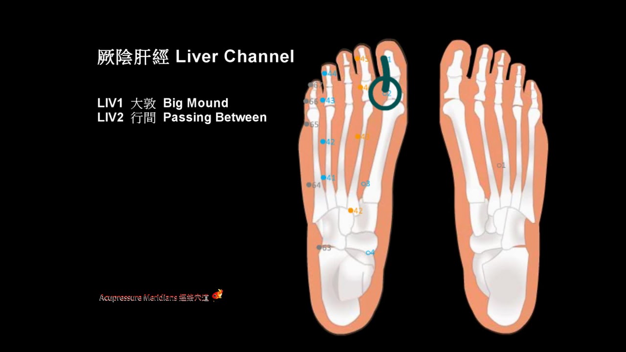 12 Liver Channel _Acupressure meridian 厥陰肝經_太陽魚經絡堂 - YouTube