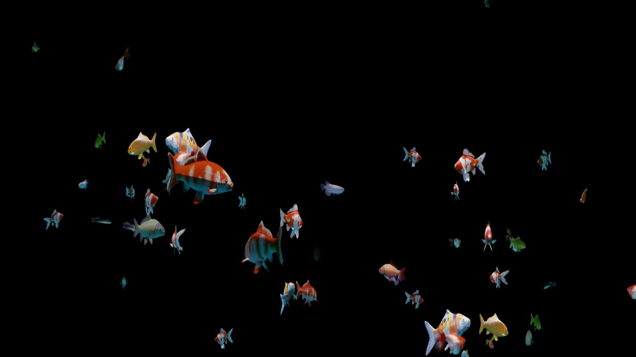 Animated Fish Swimming on Black Background - YouTube