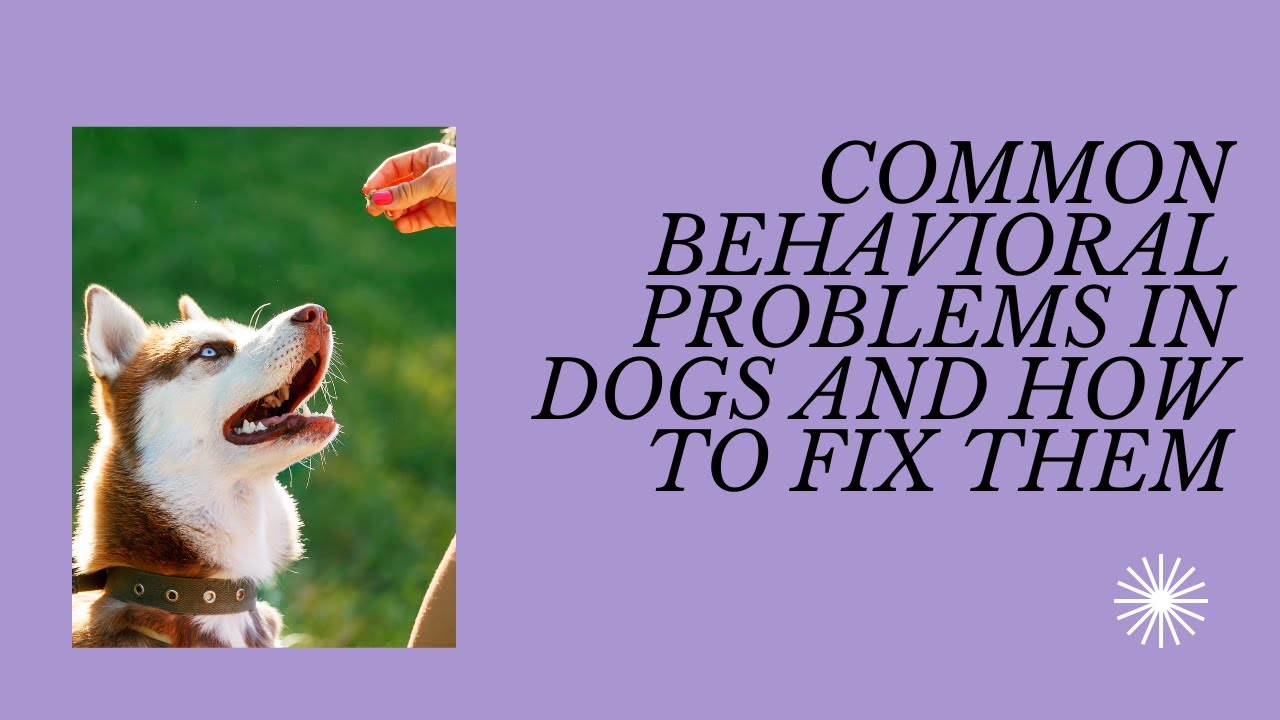 Common Behavioral Problems in Dogs and How to Fix Them - YouTube