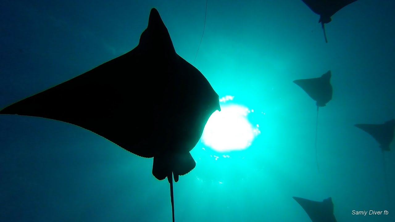 Melee with a leopard ray - YouTube