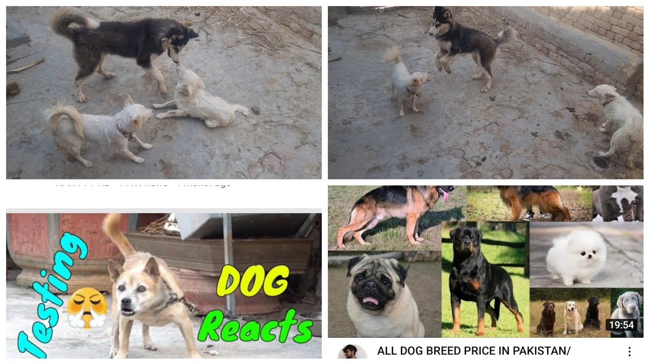 doog in Pakistan Pakistan in shakar - YouTube