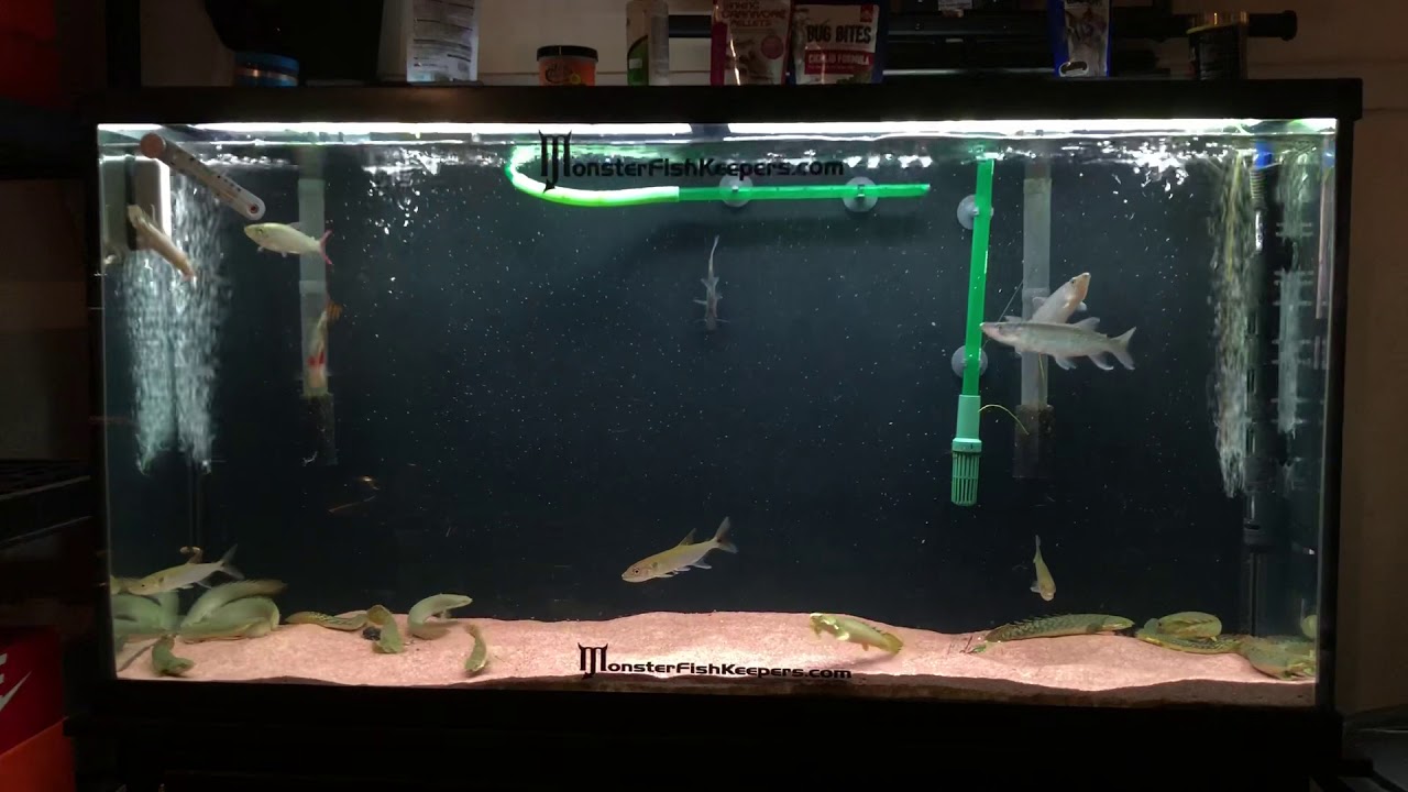 Polypterus tank - YouTube