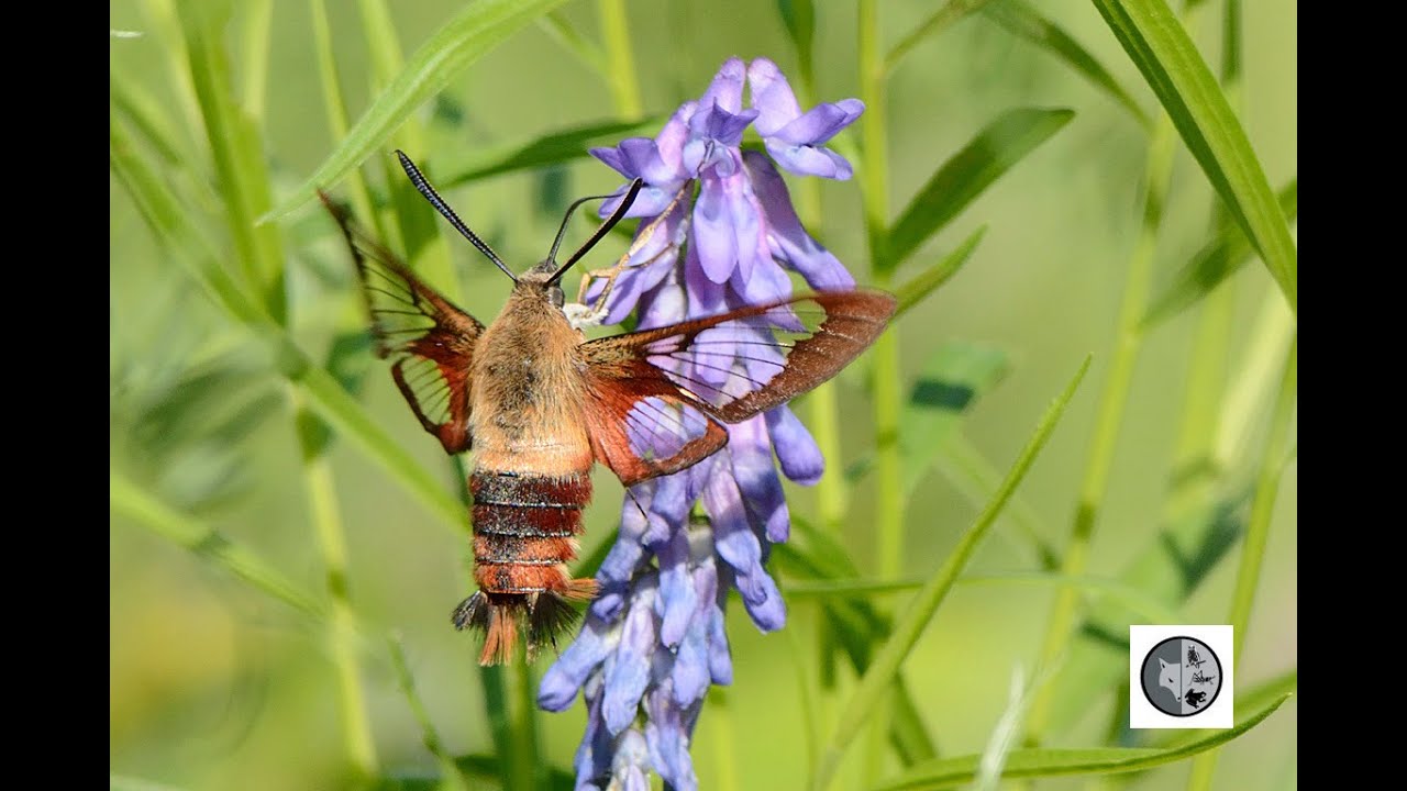 Sphinx colibri/Hummingbird Moth (Hemaris thysbe) - YouTube