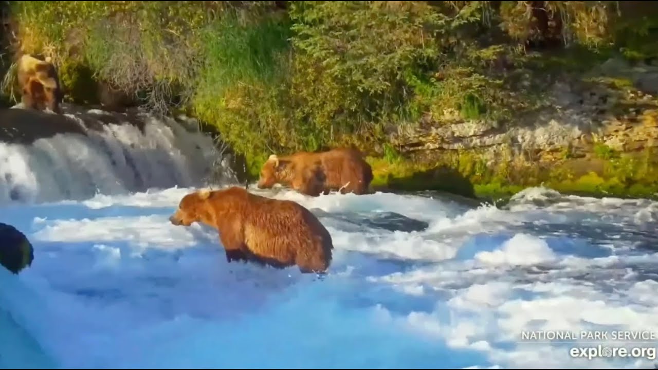 21 Jul 2023: 907 Arrives Hungry and Cranky (explore.org) - YouTube