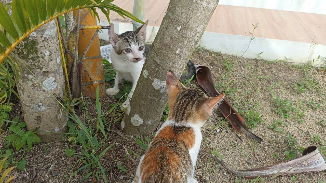 Bebe loves to bite tree stuff - YouTube