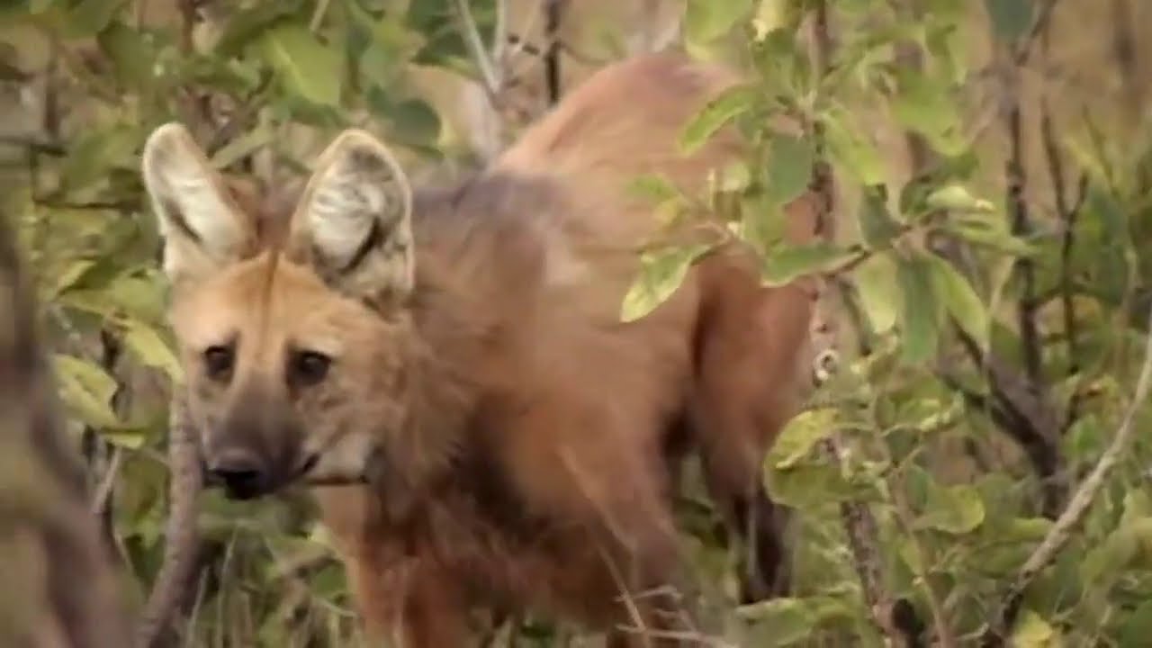 Nosso primeiro National Geographic foi com o lobo-guará em 2003 - YouTube